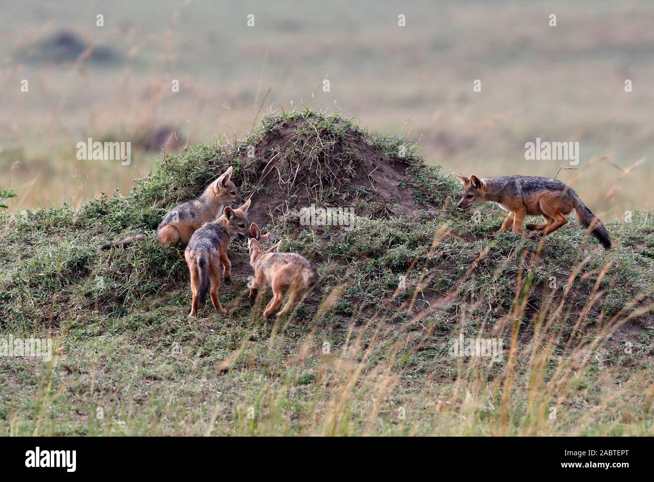 Kenyan chacal hi-res stock photography and images - Alamy