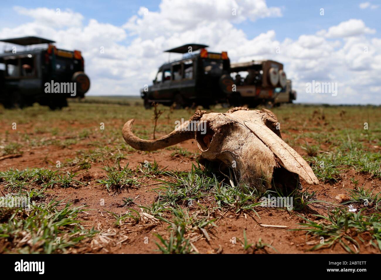 Toyota Land Cruiser safari vehicle. Skull animal. Masai Mara National ...