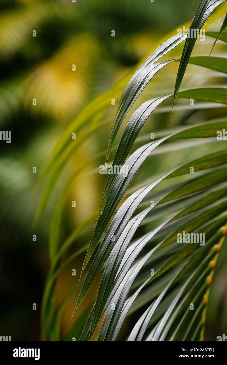 Palmier tree hi-res stock photography and images - Alamy