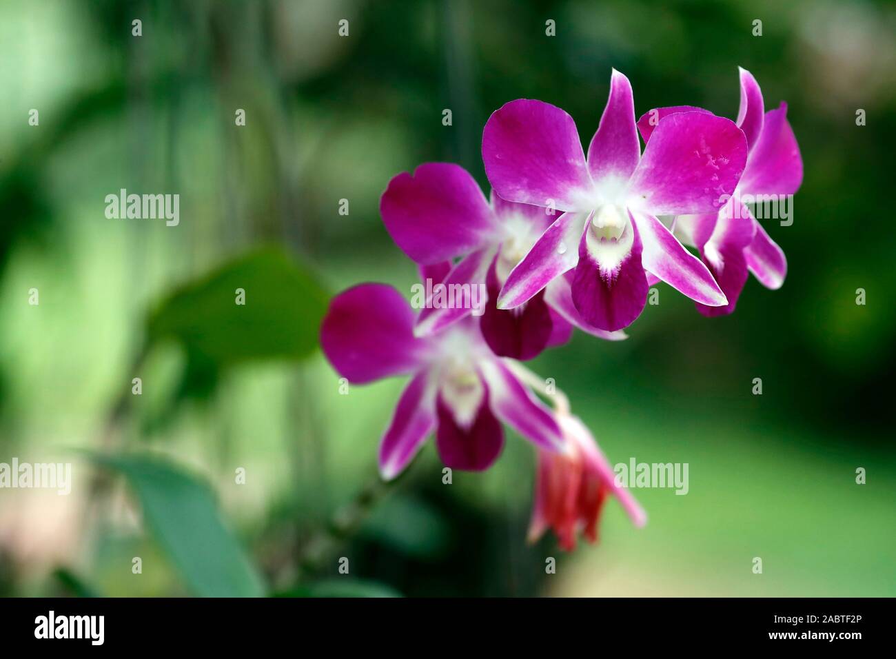 Orchidee detail hi-res stock photography and images - Alamy