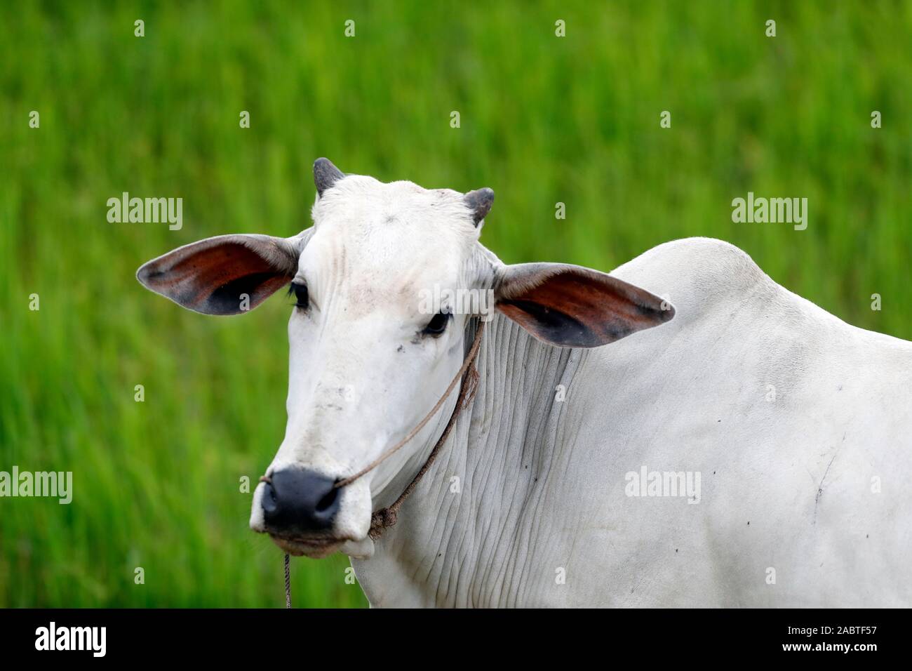 Cow. Kep. Cambodia Stock Photo - Alamy