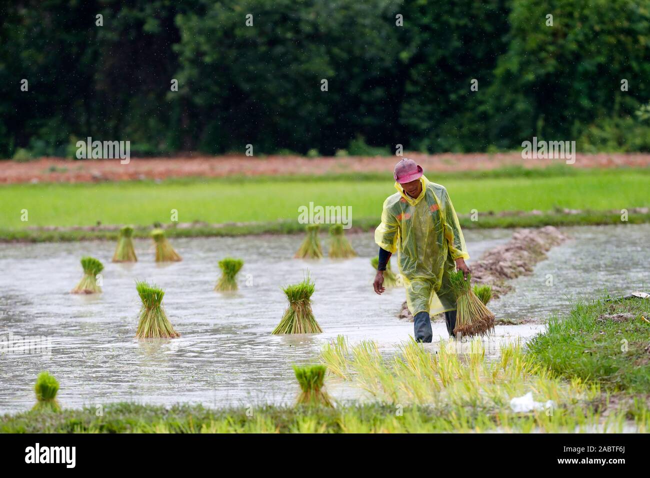 Asian farmer transplanting rice shoots into rice paddies. Kep. Cambodia ...