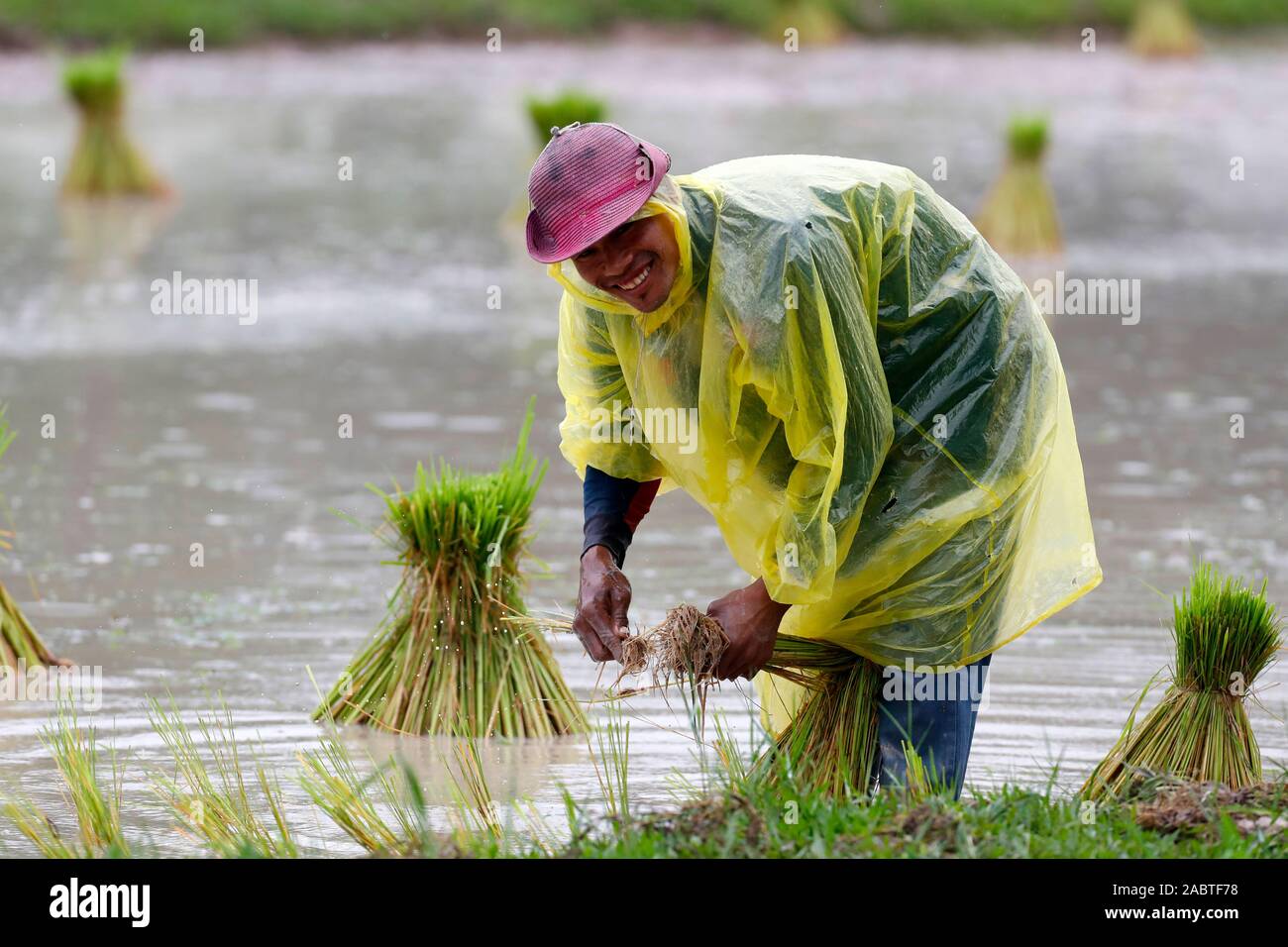 Asian farmer transplanting rice shoots into rice paddies. Kep. Cambodia ...
