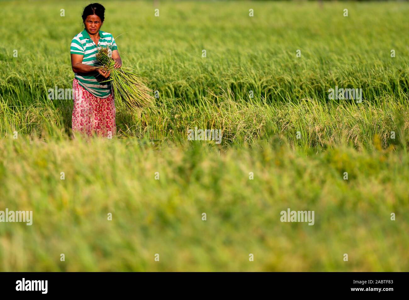 Female farmer harvesting fields of rice. Kep. Cambodia Stock Photo - Alamy