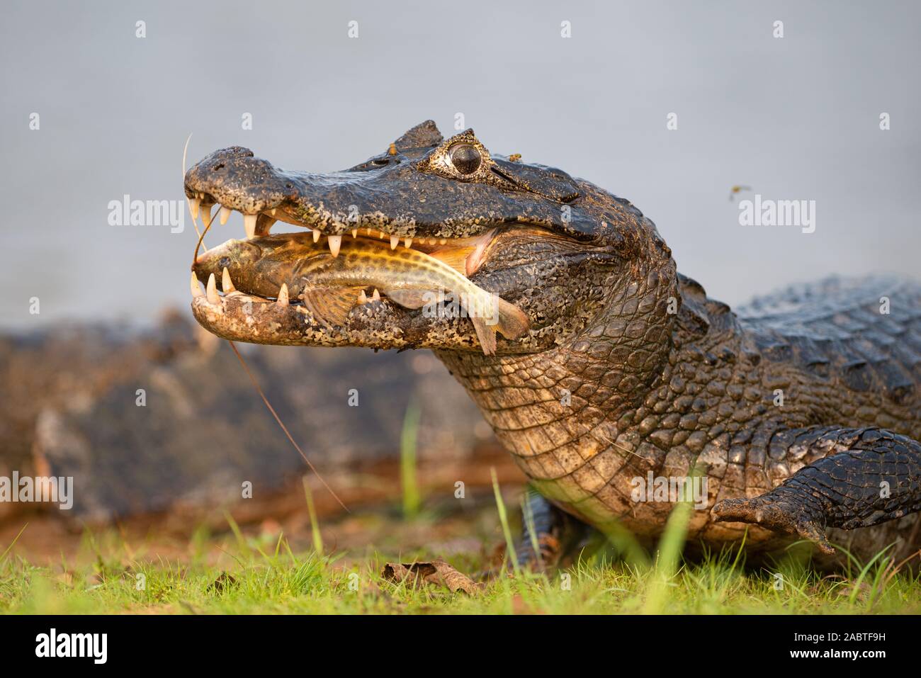 A Pantanal Caiman (Caiman yacare) eating a fish Stock Photo - Alamy