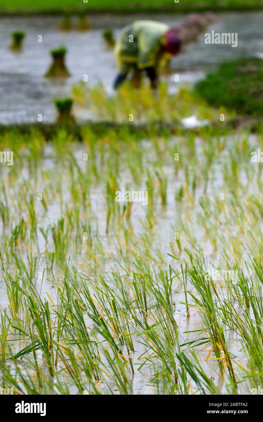 Asian farmer transplanting rice shoots into rice paddies. Kep. Cambodia ...