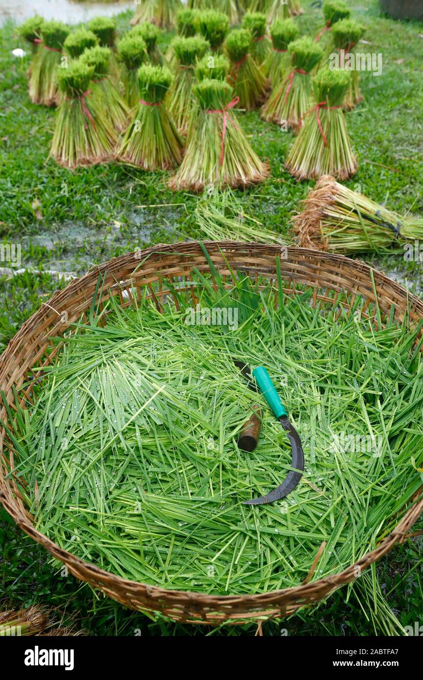 Stalks of rice ready to be planted in a paddy field. Kep. Cambodia ...