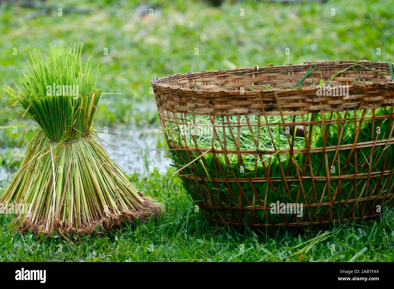 Stalks of rice ready to be planted in a paddy field. Kep. Cambodia ...