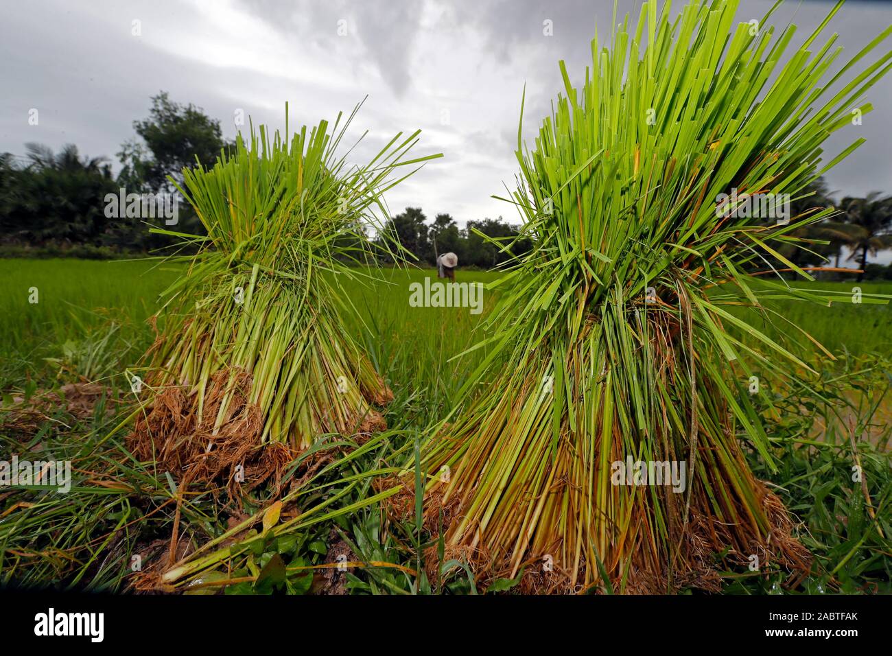 Stalks of rice ready to be planted in a paddy field. Kep. Cambodia ...