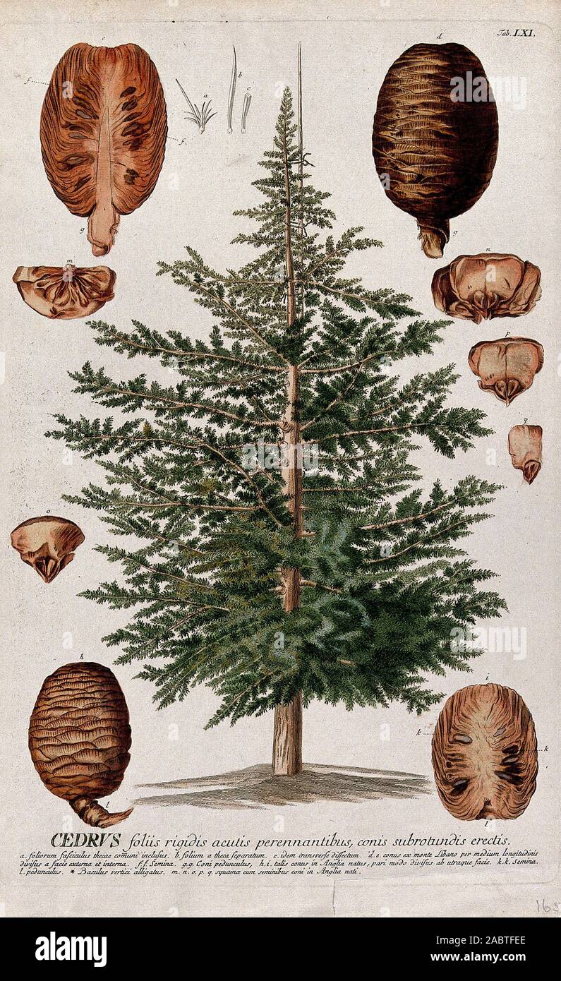 Cedrus sp hi-res stock photography and images - Alamy