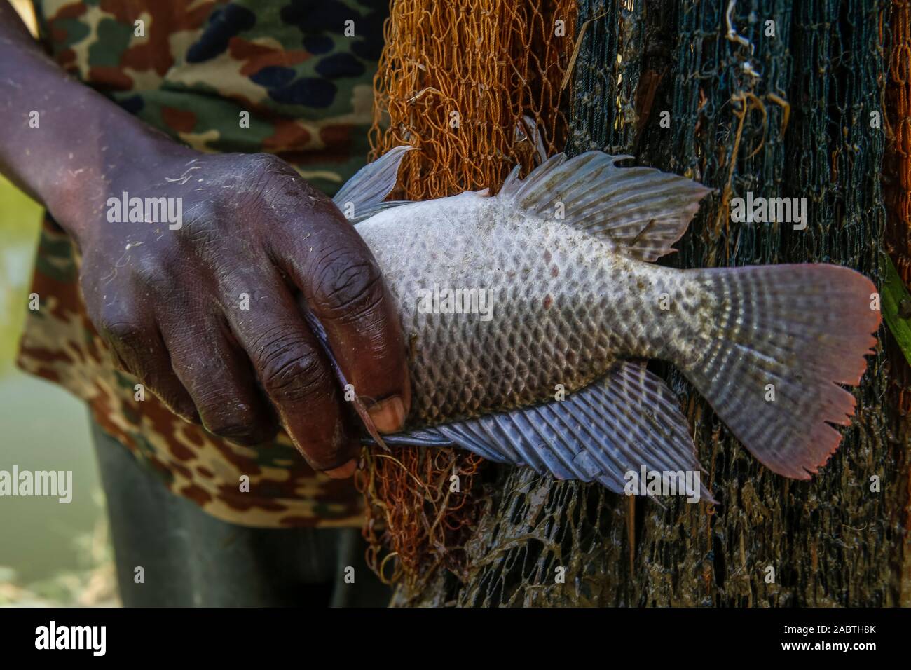 Fish breeding hi-res stock photography and images - Alamy