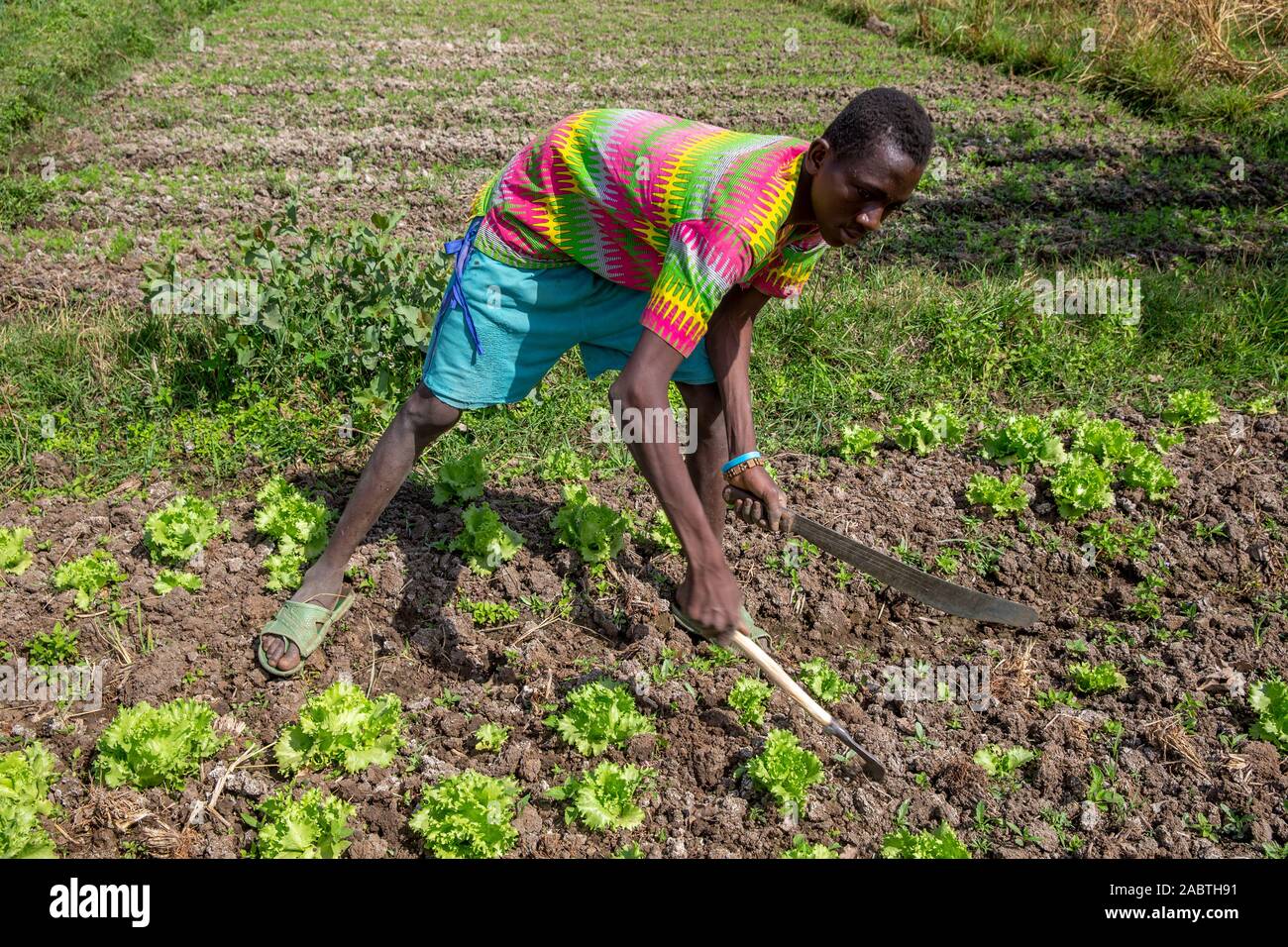 Farm run by a catholic NGO in Dapaong, Togo Stock Photo - Alamy