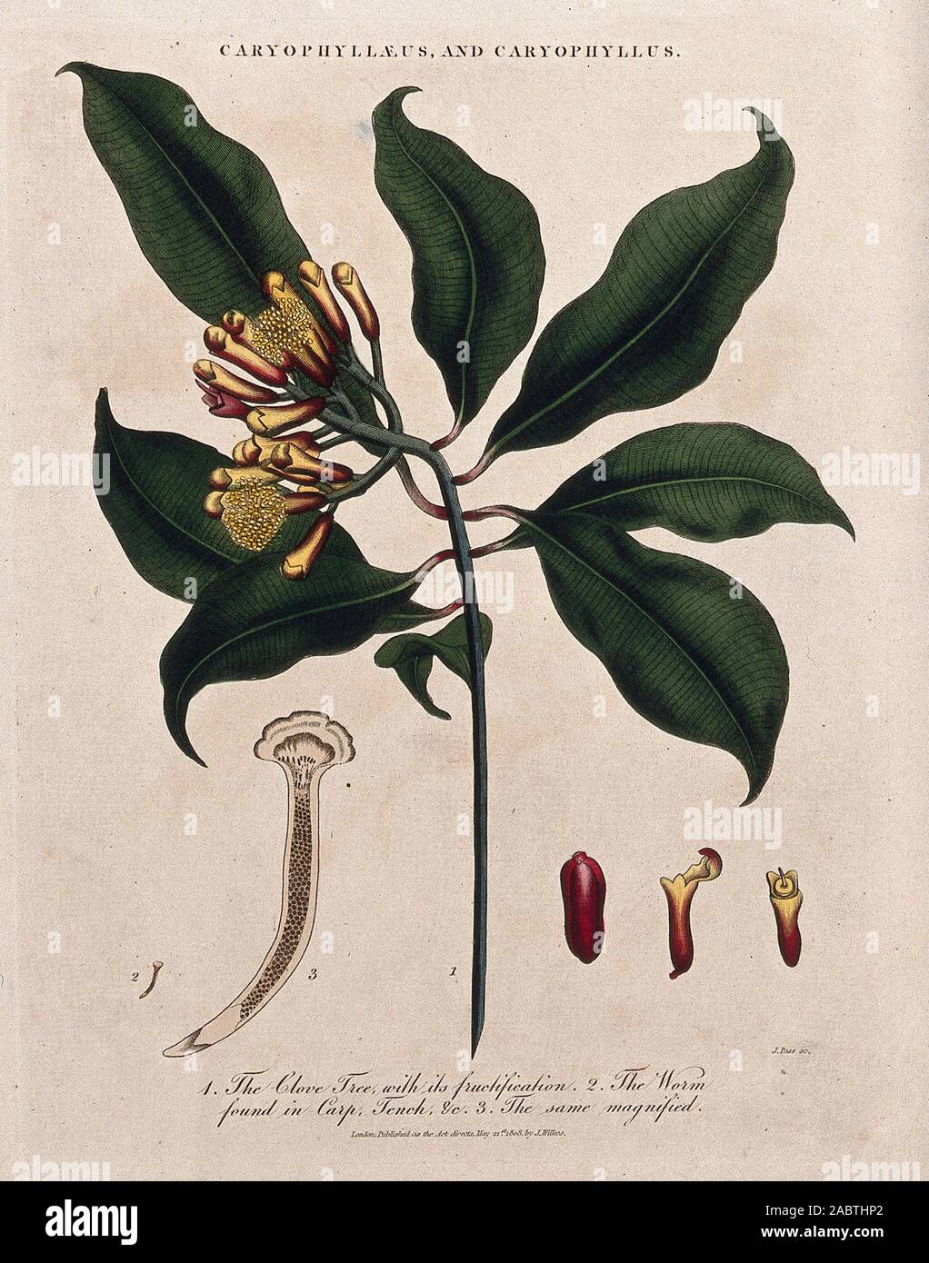 Vintage Etching Tree Coloured High Resolution Stock Photography and ...