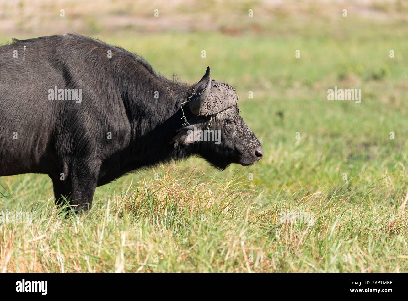 portrait of a big black buffalo Stock Photo - Alamy
