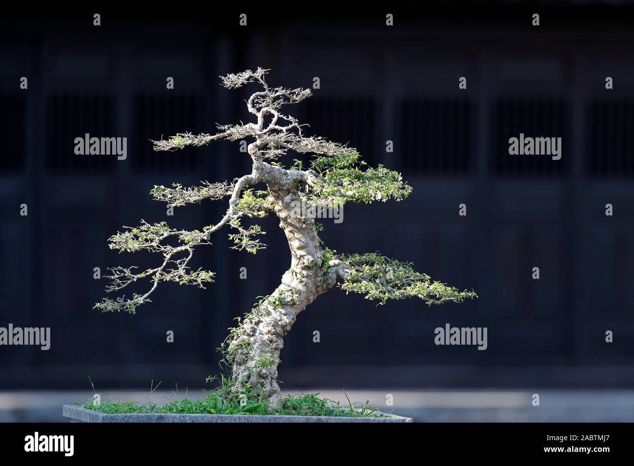 Tu Duc Royal Tomb complex. Bonsai tree. Hue. Vietnam Stock Photo - Alamy