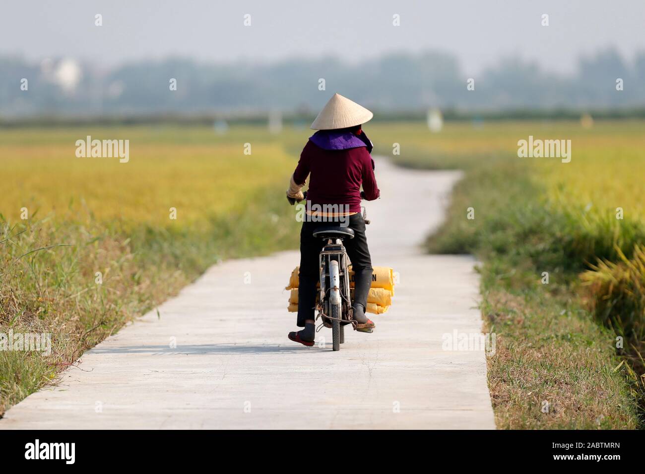 Riding bike through the rice fields. Hoi An. Vietnam Stock Photo - Alamy