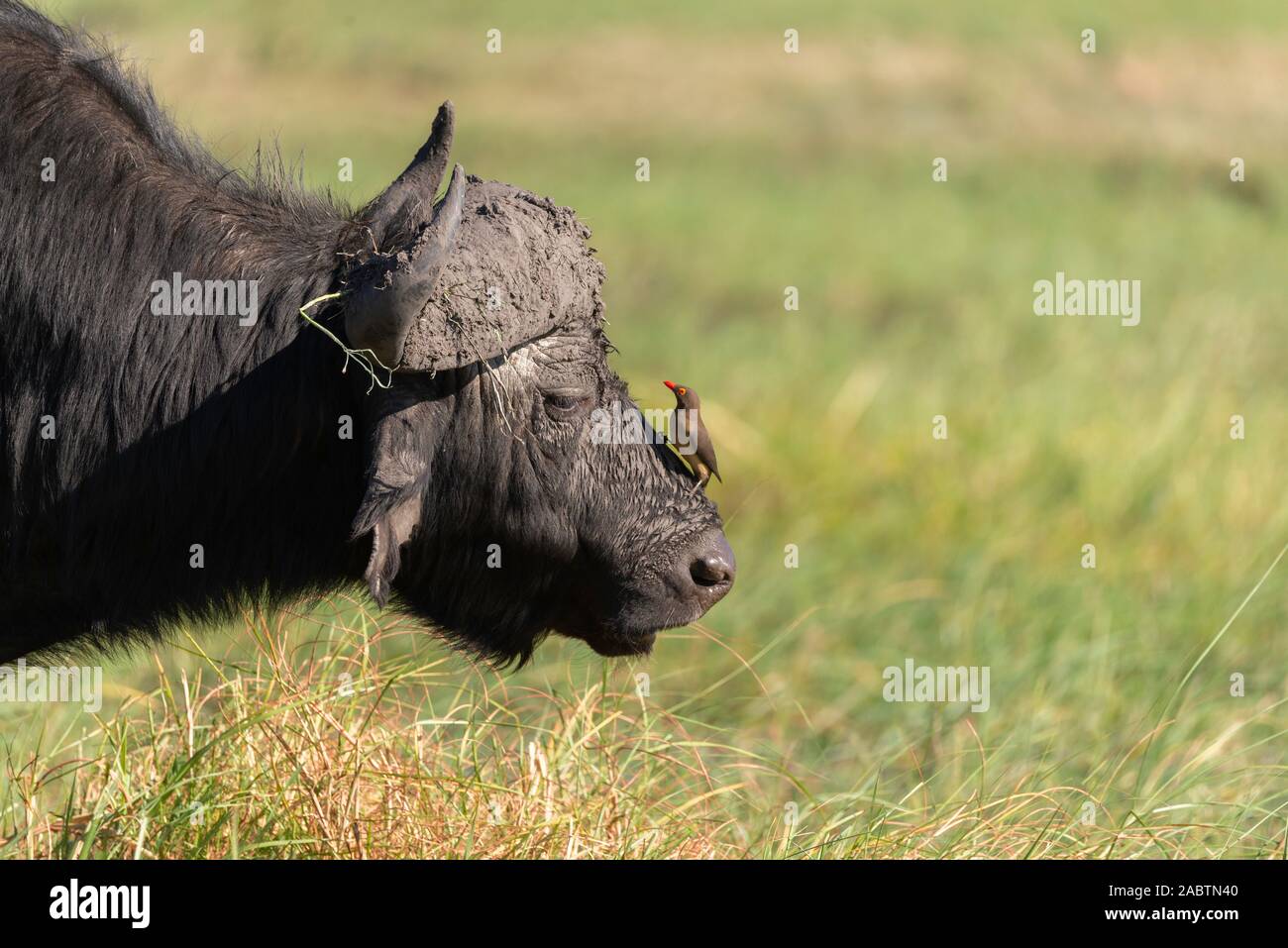 portrait of a big black buffalo with a bird on his nose Stock Photo - Alamy