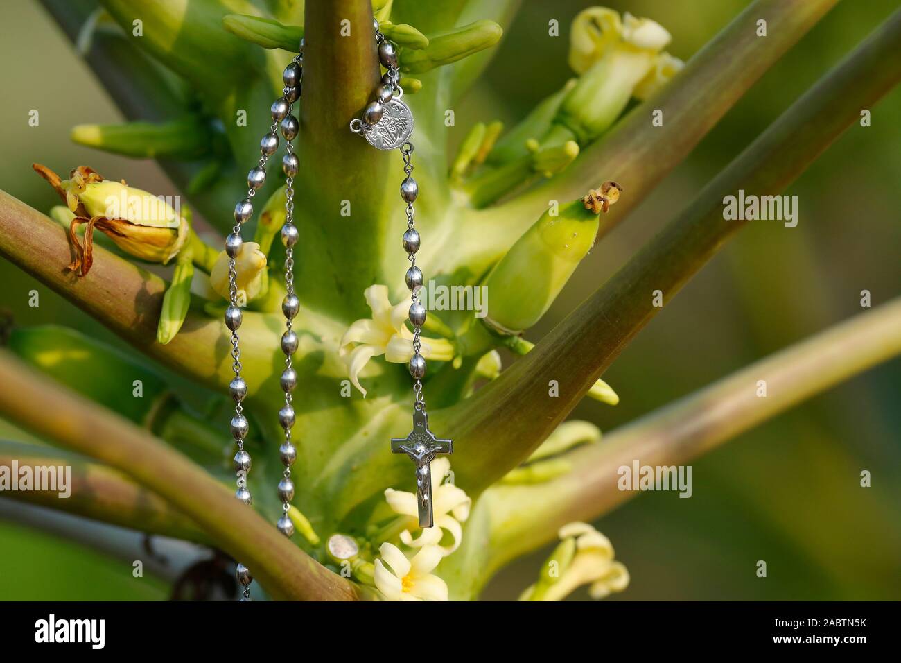 Rosary or prayer beads on a tree Stock Photo - Alamy