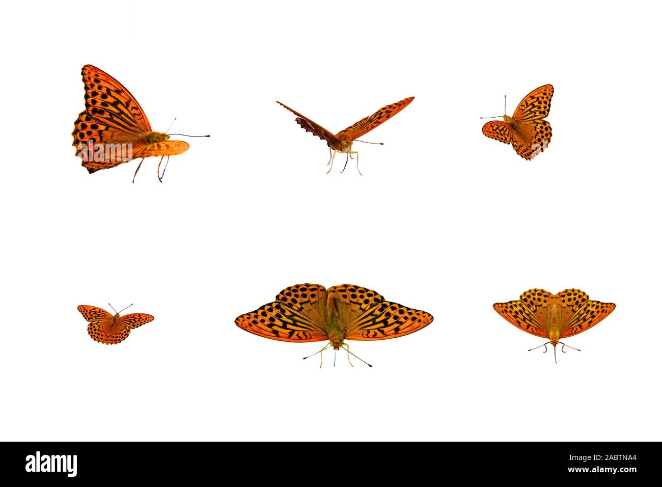 Butterfly collection hi-res stock photography and images - Alamy