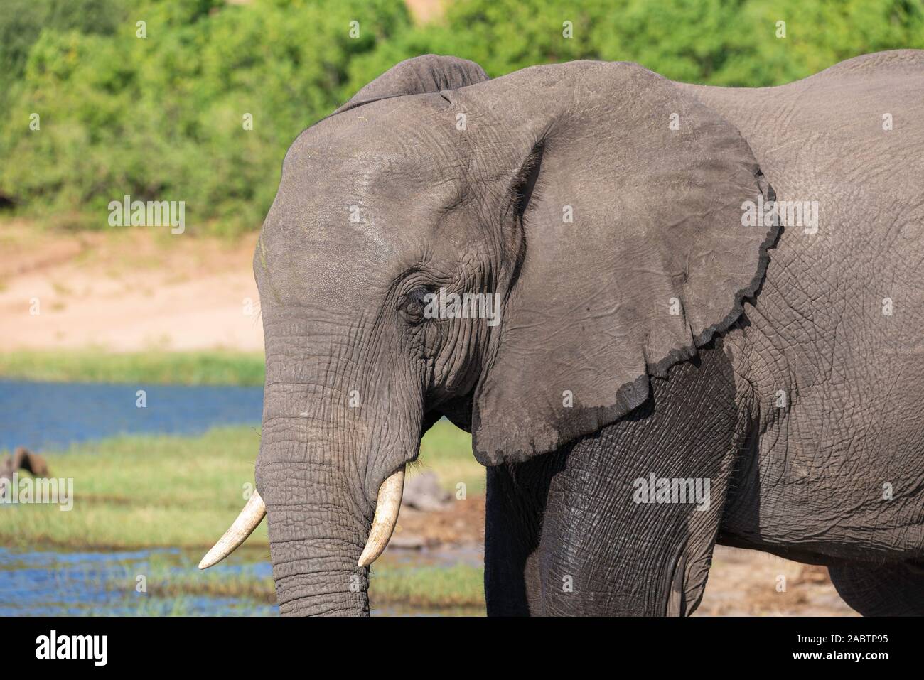 portrait of a big african elephant in the african savannah Stock Photo ...