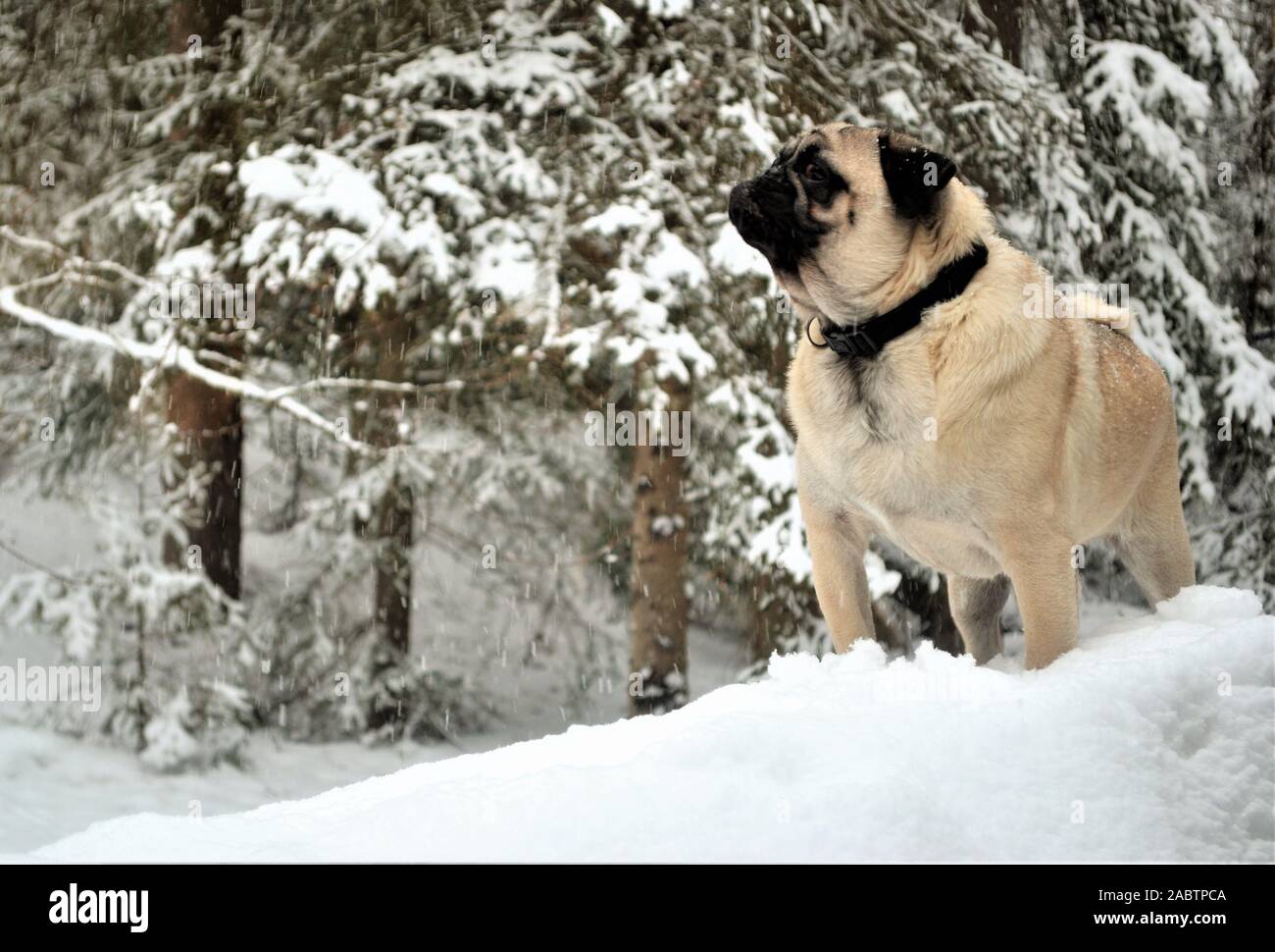 Pig the pug hi-res stock photography and images - Alamy
