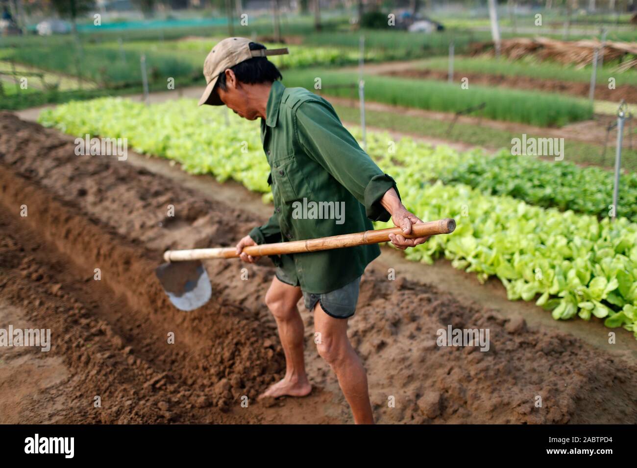 Organic vegetable gardens in Tra Que Village. Farmer digging soil with ...