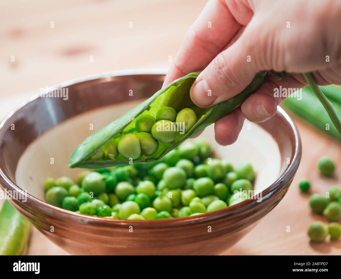 fresh green peas, just harvest. close up view of opened pod. spring ...