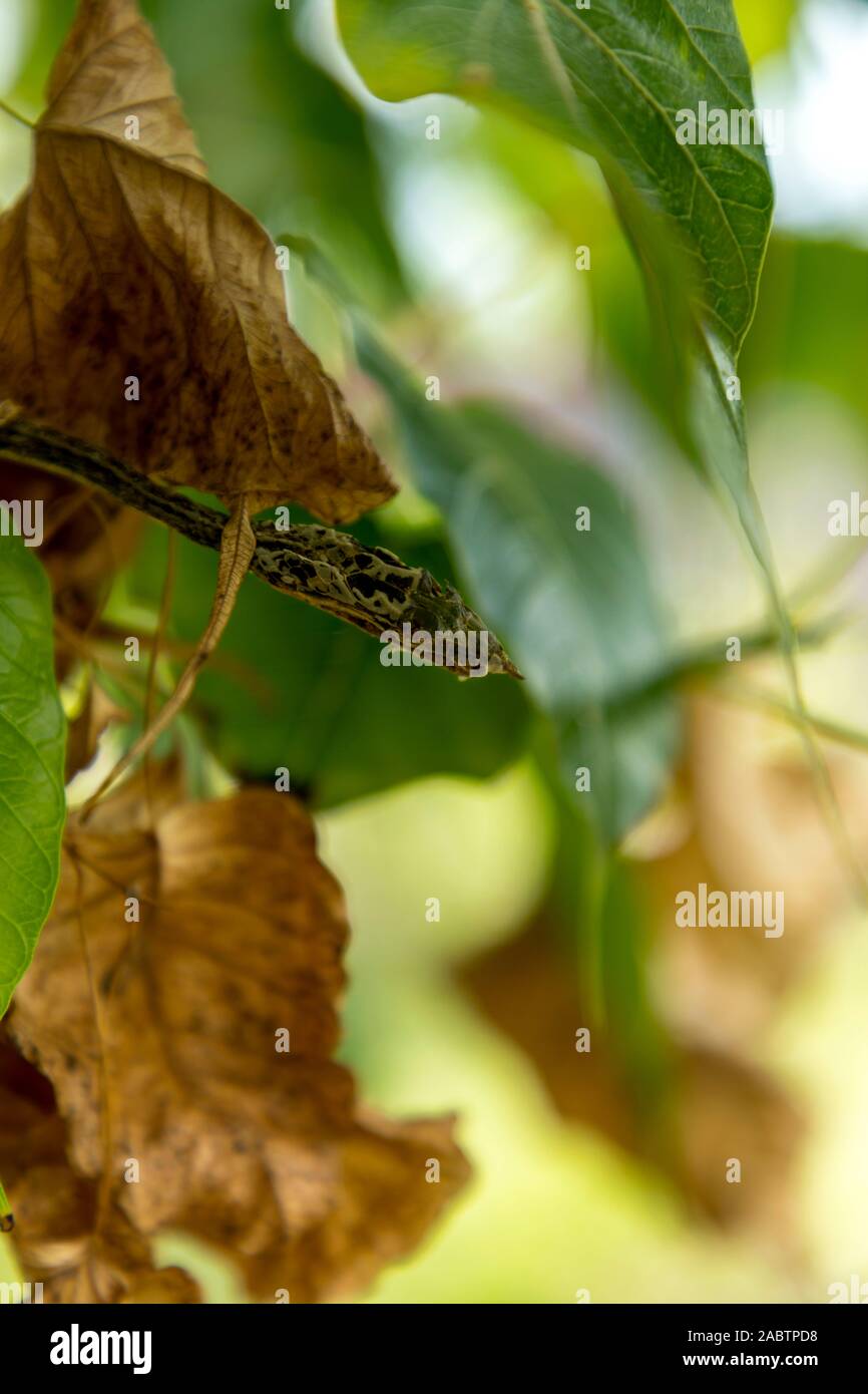 dead dry green Asian vine snake Stock Photo - Alamy