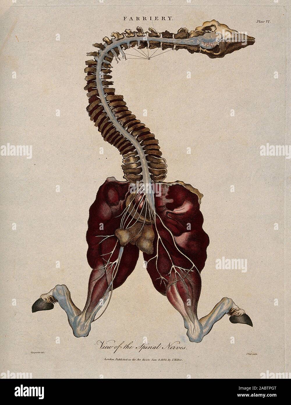 Horse brain anatomy hi-res stock photography and images - Alamy