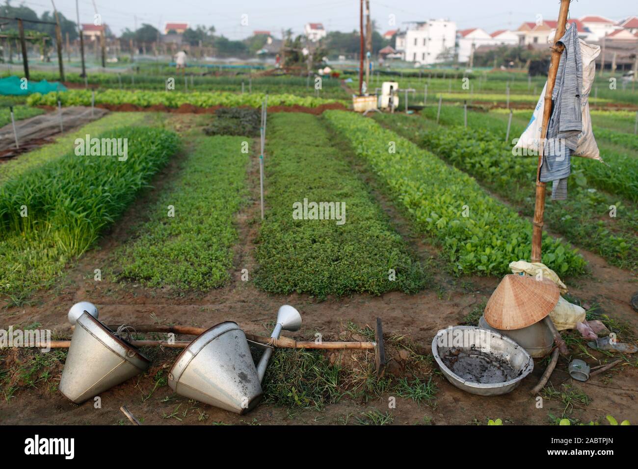 Organic vegetable gardens in Tra Que Village. Water can. Hoi An ...