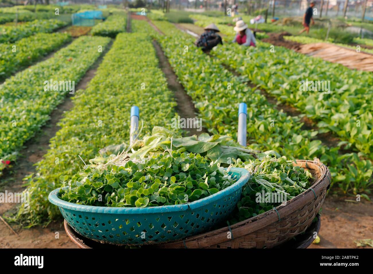 Organic vegetable gardens in Tra Que Village. Fresh green herbs in ...