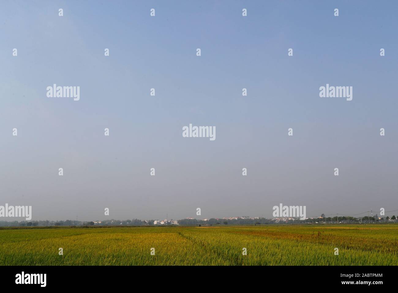 A road through rice field. Hoi An. Vietnam Stock Photo - Alamy