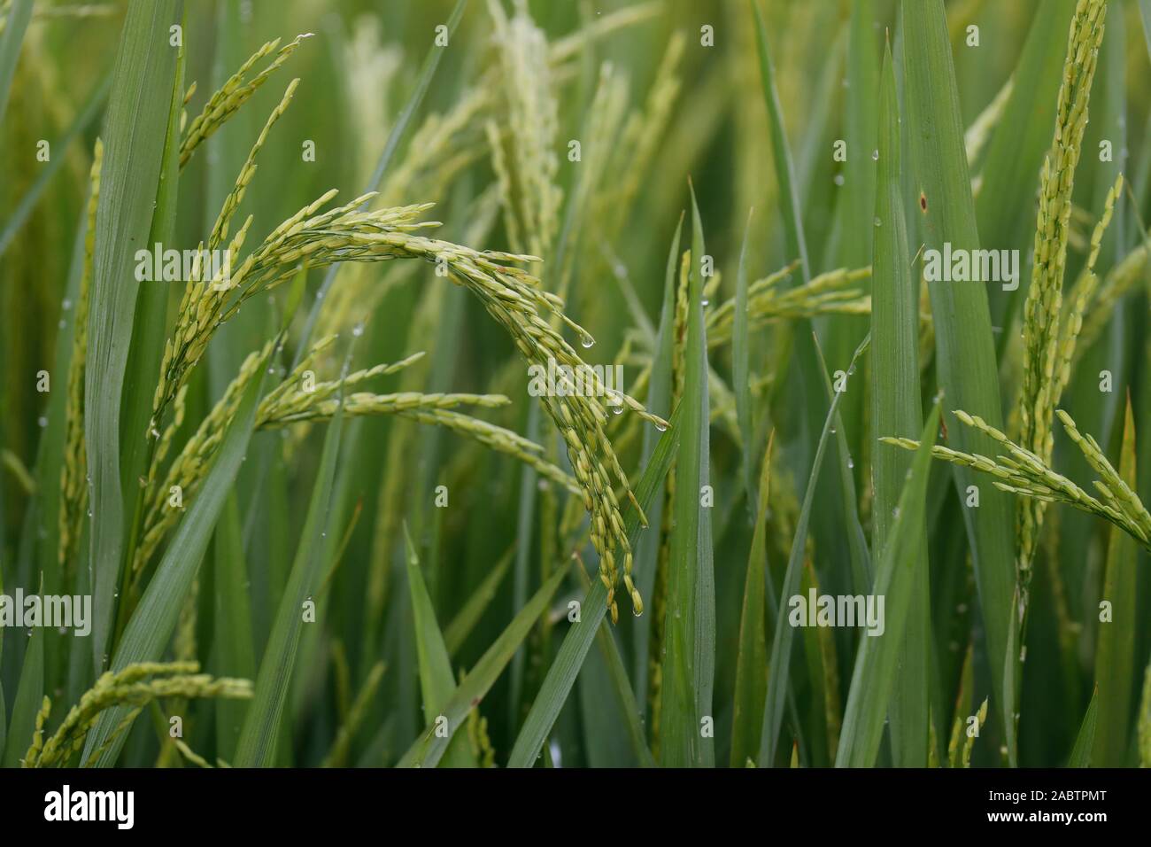 Agriculture. Green rice field. Rice grain ready for harvesting. Hoi An ...