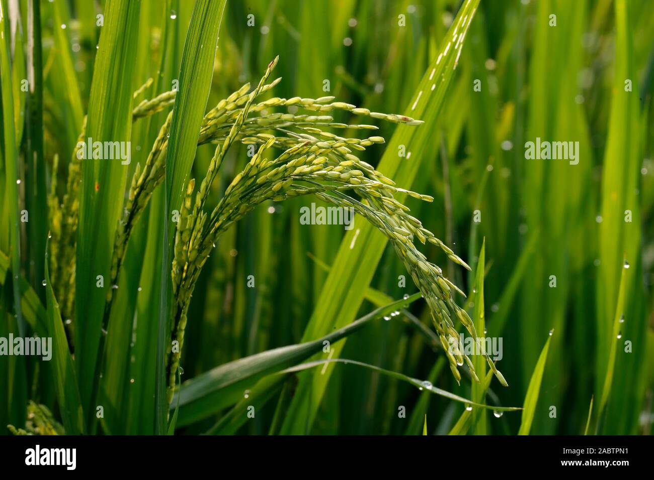 Agriculture. Green rice field. Rice grain ready for harvesting. Hoi An ...