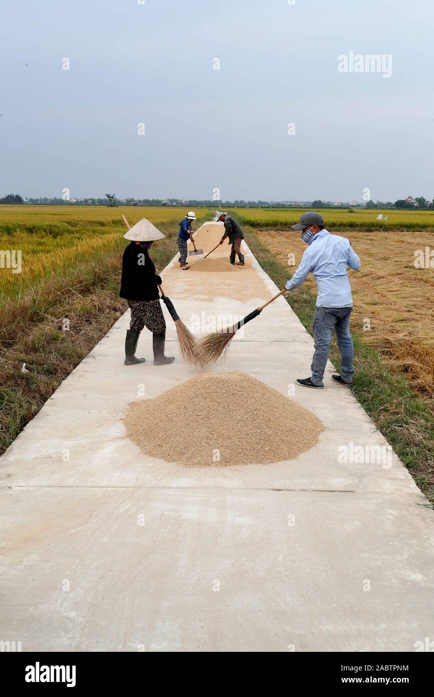Woman drying rice at road hi-res stock photography and images - Alamy