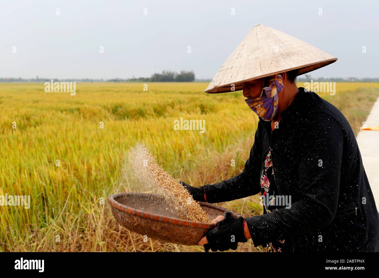 Argiculture. Rice harvest. Woman winnowing rice Hoi An. Vietnam Stock ...