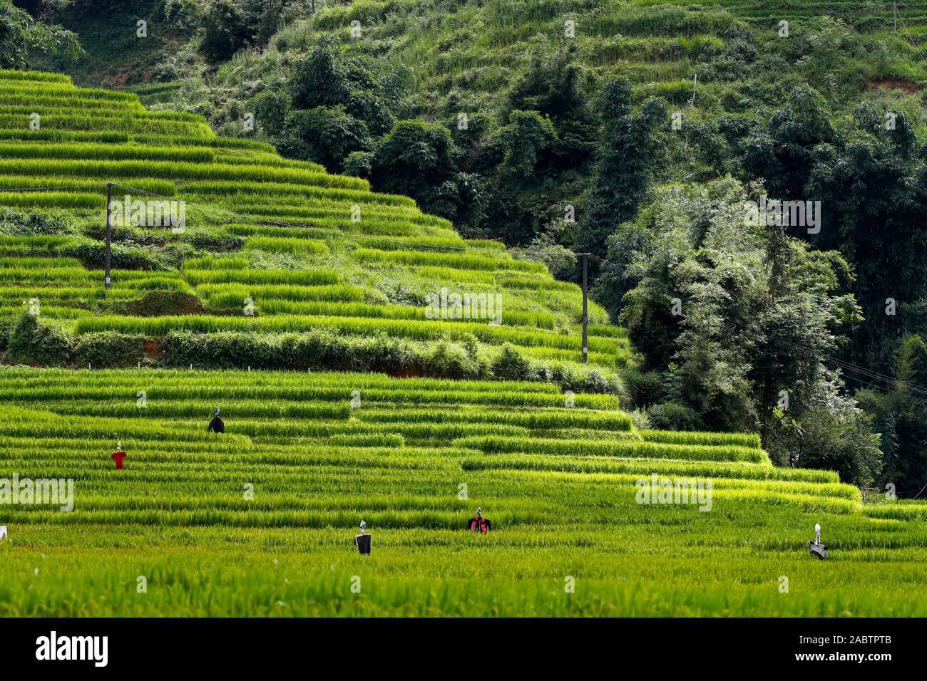 Rice fields on terraced. Sapa. Vietnam Stock Photo - Alamy