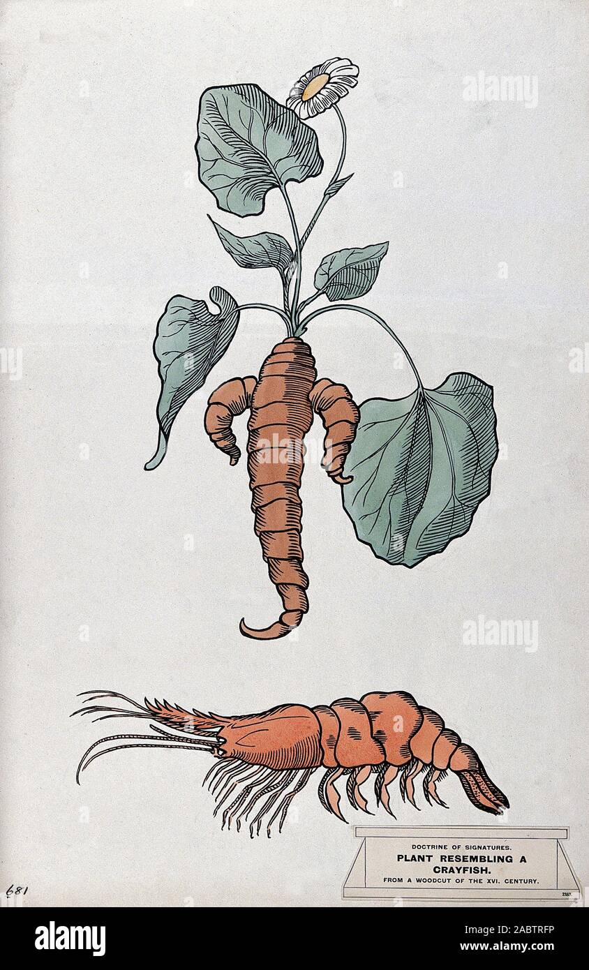 Doctrine of signatures hi-res stock photography and images - Alamy