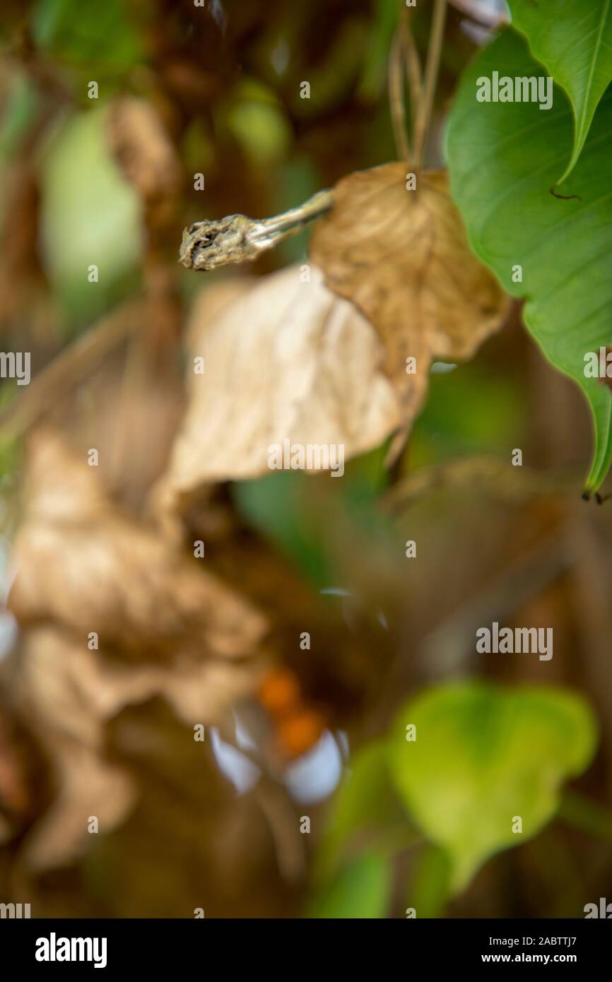 dead dry green Asian vine snake Stock Photo - Alamy