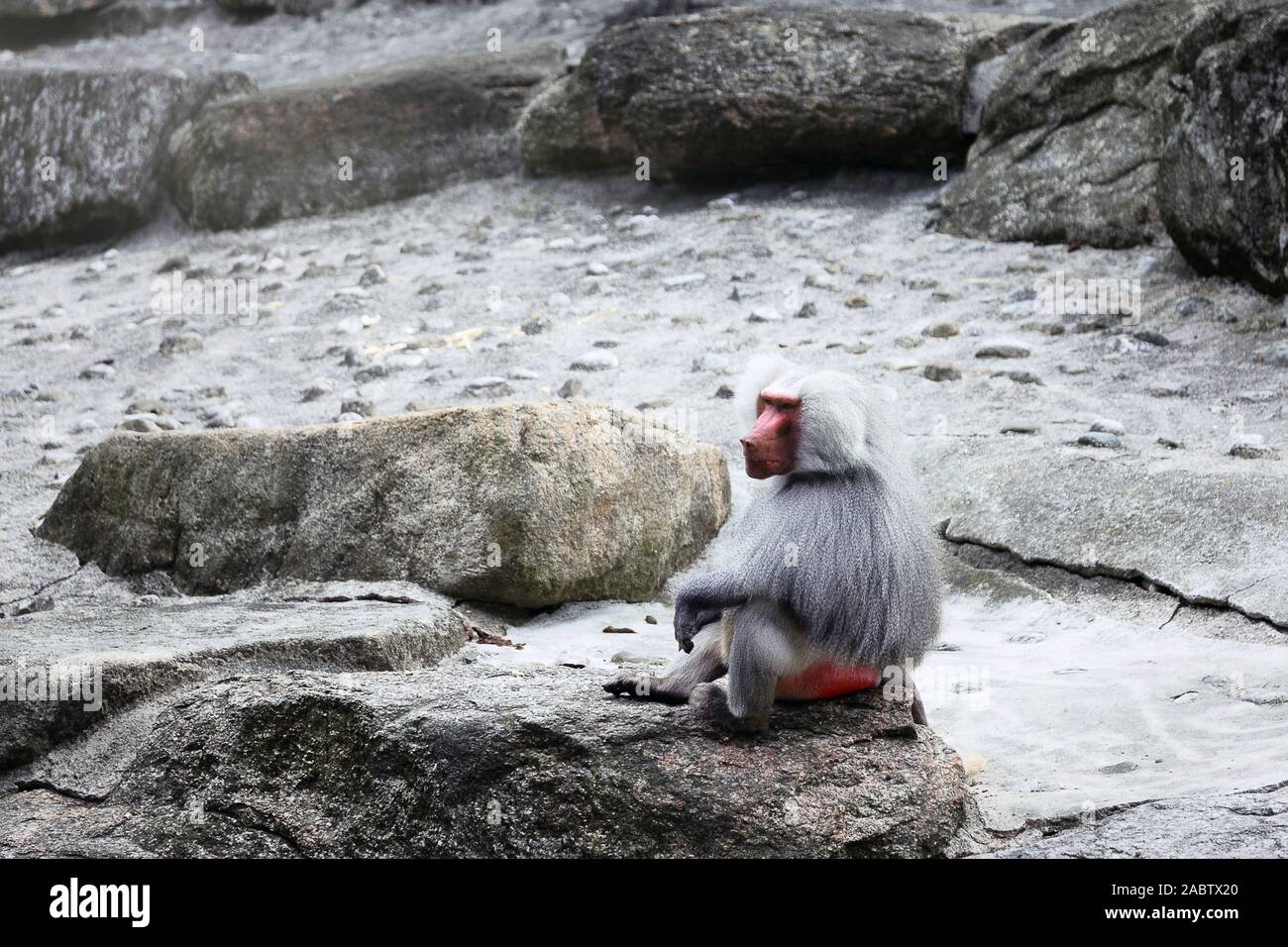 Portrait of a baboon sitting on a rock. Hairy adult monkey with silver ...
