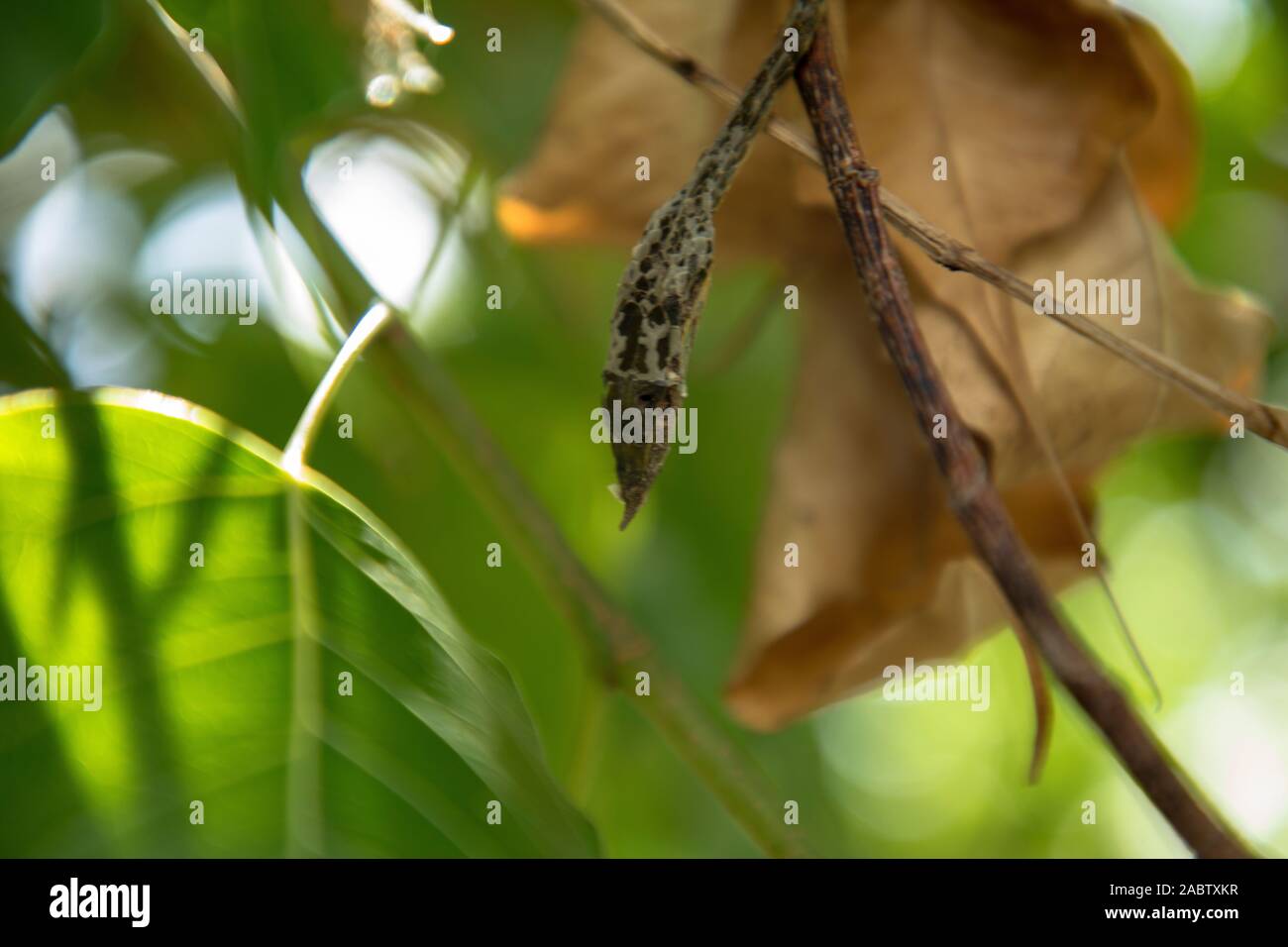 Dead dry green asian hi-res stock photography and images - Alamy