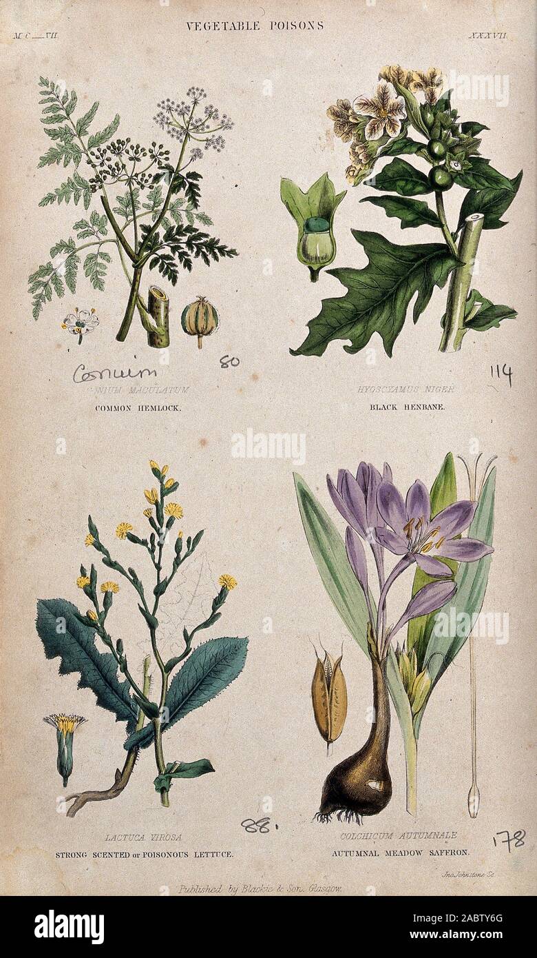 Botanical illustration of henbane hi-res stock photography and images ...