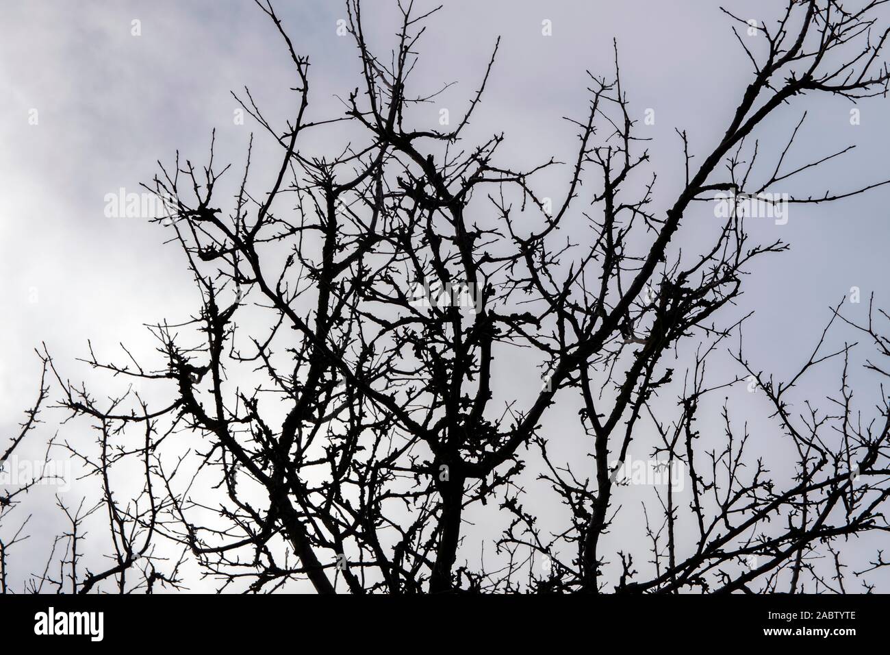 Close Up Of A Scary Empty Tree Stock Photo - Alamy