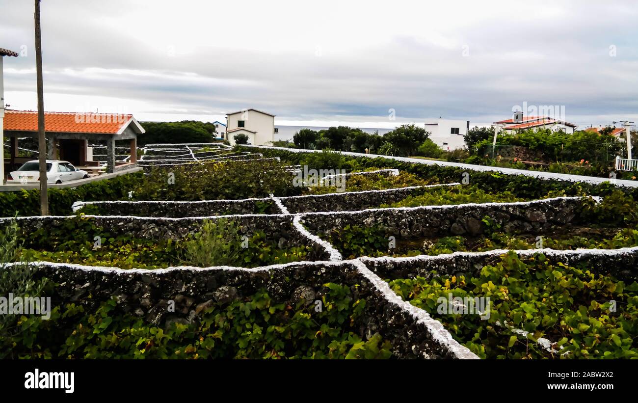 Traditional vineyard at Terceira island in Azores, Portugal Stock Photo ...