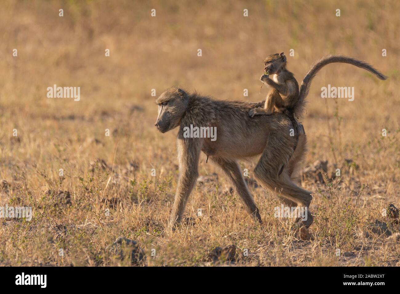 South africa game park ride hi-res stock photography and images - Alamy