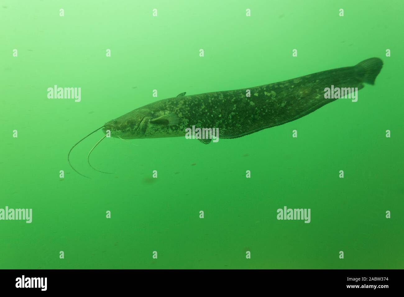 The wels catfish (Silurus glanis) also called sheatfish Stock Photo - Alamy