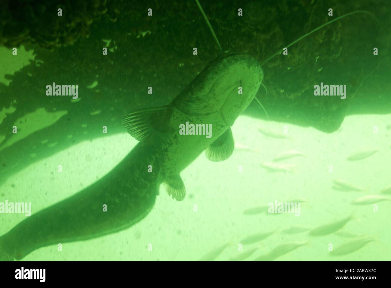 The wels catfish (Silurus glanis) also called sheatfish Stock Photo - Alamy