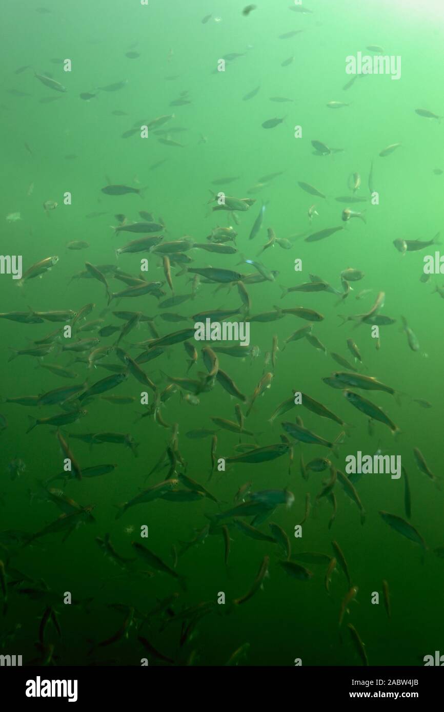 Freshwater minnow hi-res stock photography and images - Alamy