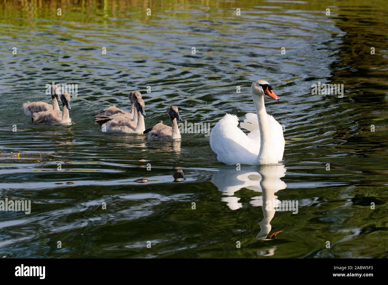 Swanson Lake High Resolution Stock Photography and Images - Alamy