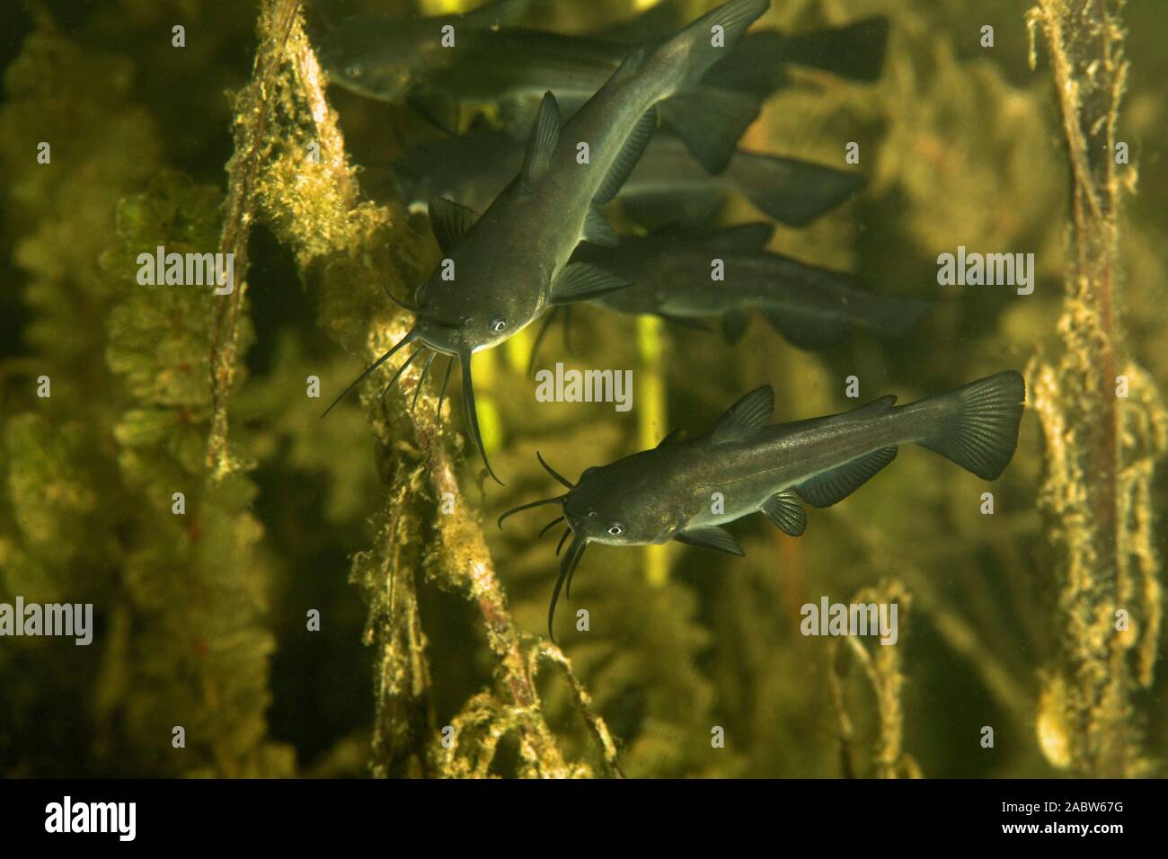 Underwater photo of the brown bullhead (Ameiurus nebulosus), in ...